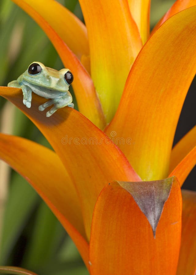 Maroon Eye Tree Frog stock photo. Image of plant, green - 35982220