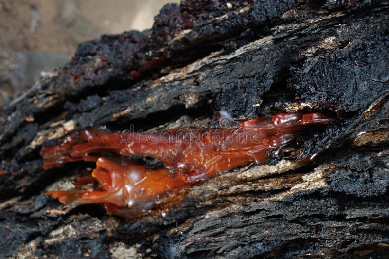 The Colors of the Resin of the Trees Stock Image - Image of brown, wood ...