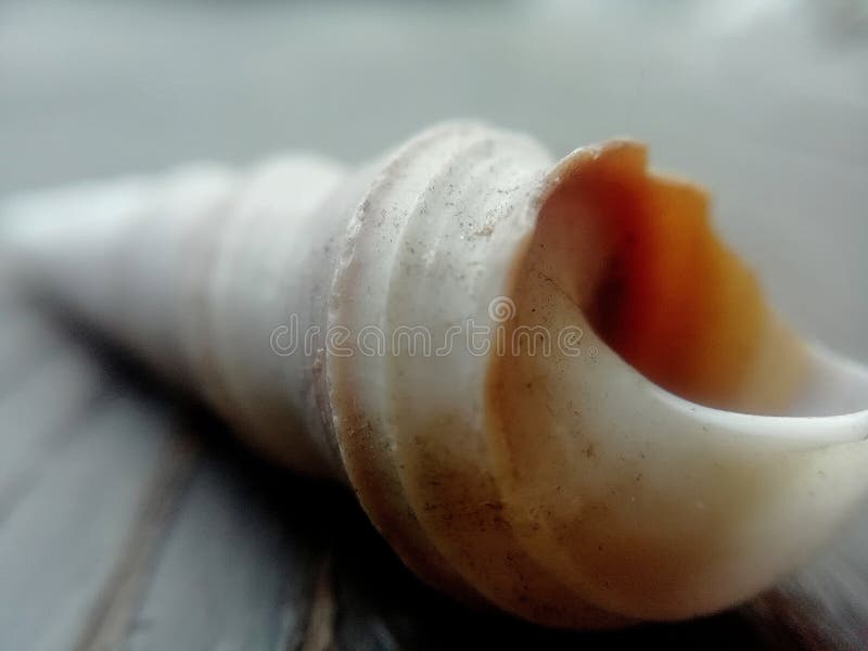 Seashell stock photo. Image of seashell, colors, macro - 132638804