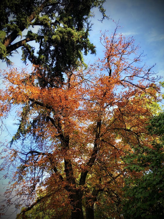 Colors stock photo. Image of create, contrast, trees - 260283266