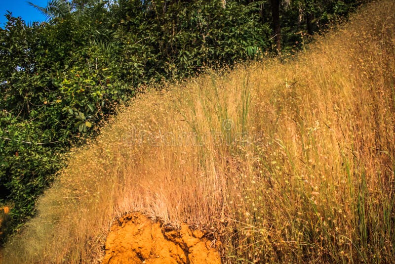 Colors of southern India stock image. Image of green - 114419081