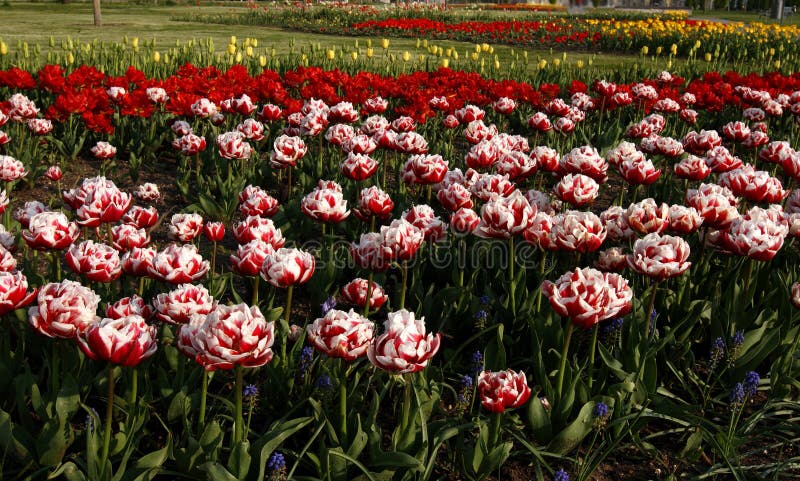 Colors Of Spring Picture. Image: 5206465