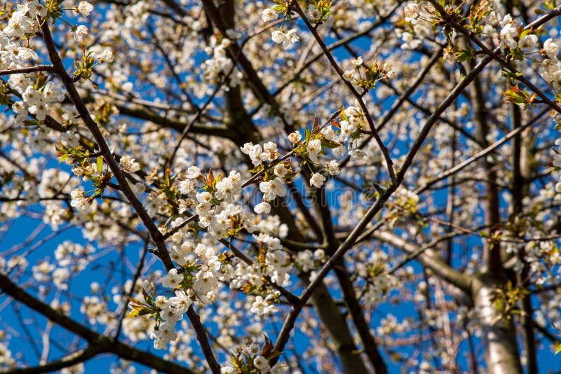 Colors of Spring: Branches of a Wild Cherry Tree, Prunus Avium, with ...