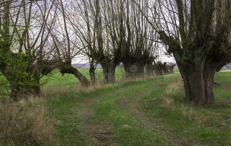 Colors of spring stock image. Image of colors, leaf, yellow - 80294793