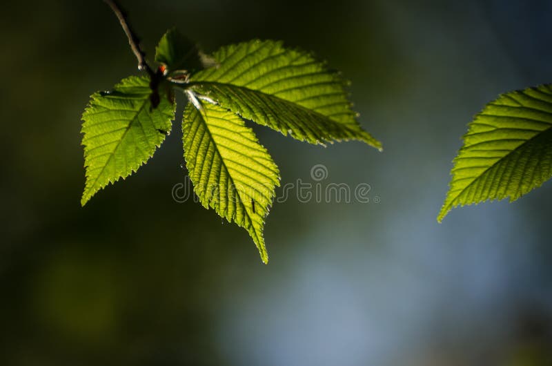 COLORS of SPRING, SUMMER COLORS Stock Image - Image of deciduous ...