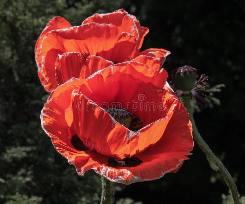 Colors of summer stock image. Image of poppy, summer - 80294461