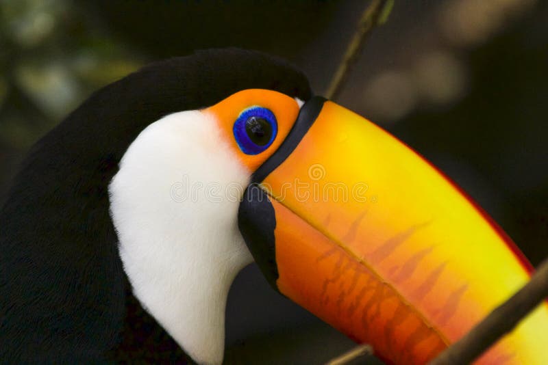 The Colors of a Toco Toucan Stock Photo - Image of toucan, wildlife ...