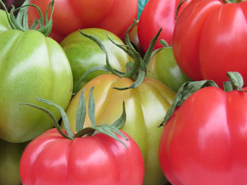 Colors of the tomato stock photo. Image of vegetable - 50412784