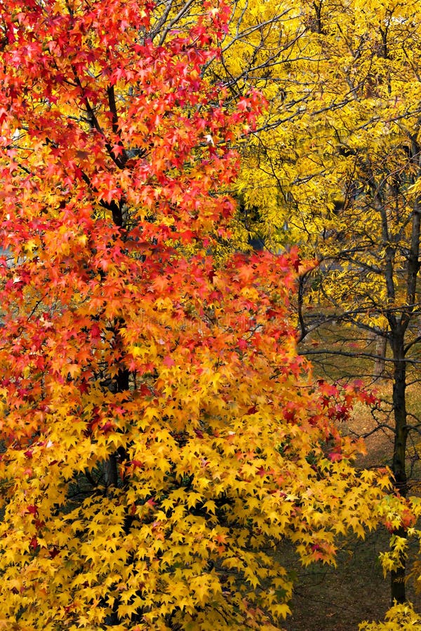 Colors of Tree and Leaves in Autumn Stock Image - Image of leaves ...