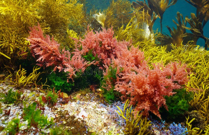 Colors of Various Marine Algae Underwater in the Ocean Eastern Atlantic ...