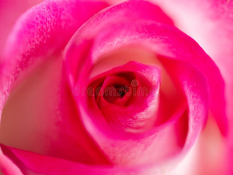 Colors of a wild rose stock photo. Image of lilac, plant - 179900842