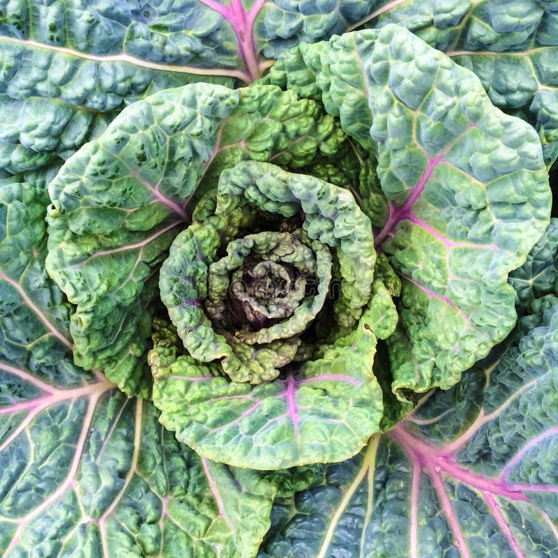Colorsa Savoy cabbage stock image. Image of horticulture - 52604533