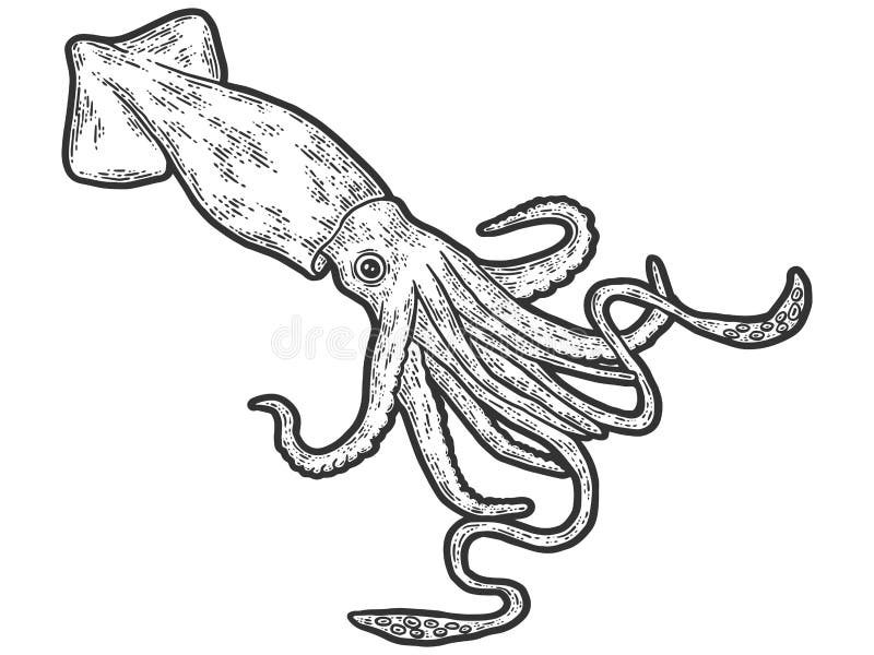Colossal Squid. Engraving Vector Illustration Stock Vector ...