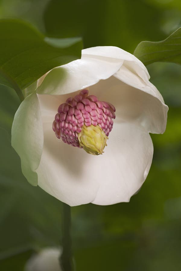 Colossus Oyama Magnolia Flower Stock Photo - Image of shrub, flower ...