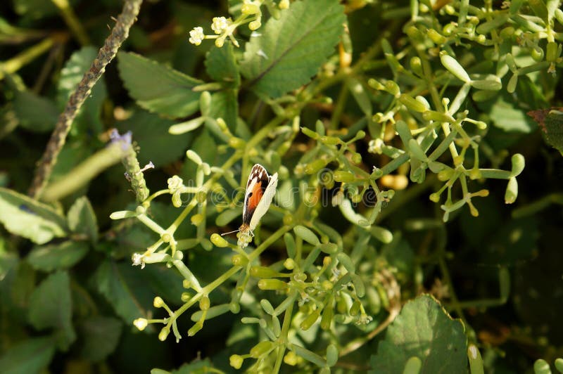 Phisadia Butterfly Stock Photos - Free & Royalty-Free Stock Photos from ...