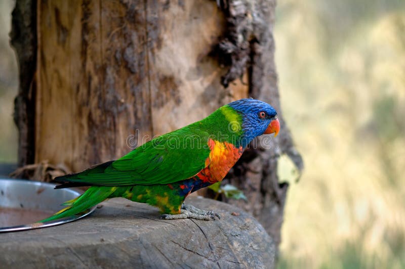 Colour bird stock photo. Image of nature, park, detail - 21836902