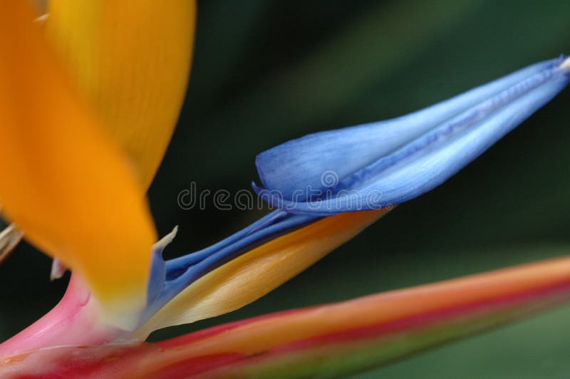 Colour bloom stock photo. Image of backgrounds, petals - 116814