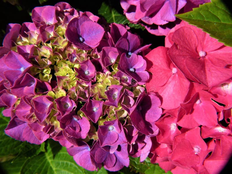 Everlasting Revolution Hydrangea - the Dusty Pink and Pastel Lilac ...