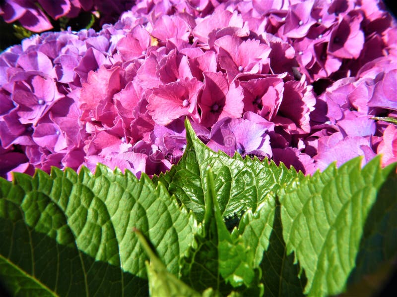 Everlasting Revolution Hydrangea - the Dusty Pink and Pastel Lilac ...