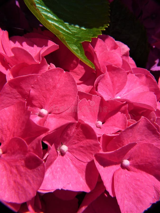Everlasting Revolution Hydrangea - the Deep Pink Phase Stock Image ...