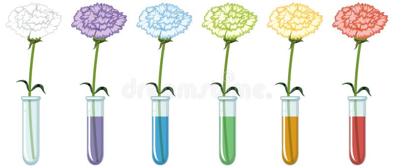 Colour Changing Flower Science Experiment Stock Illustration ...