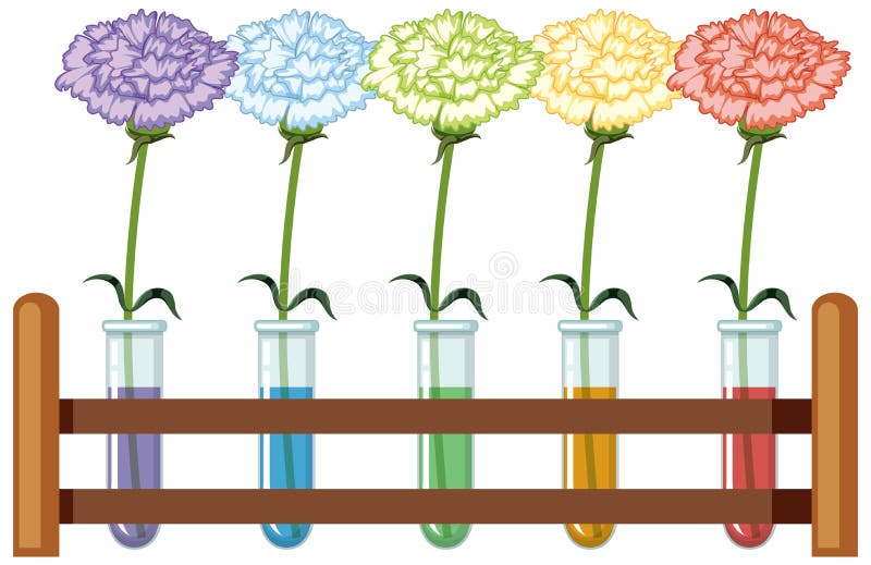 Colour Changing Flower Science Experiment Stock Vector - Illustration ...