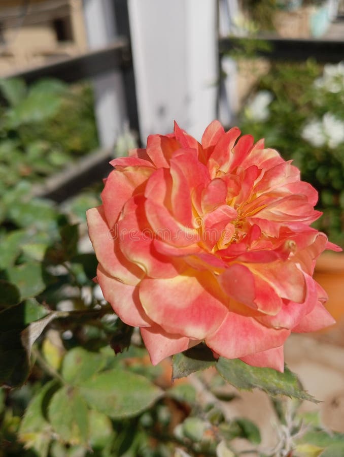 Colour changing Rose stock image. Image of petal, flower - 270329719