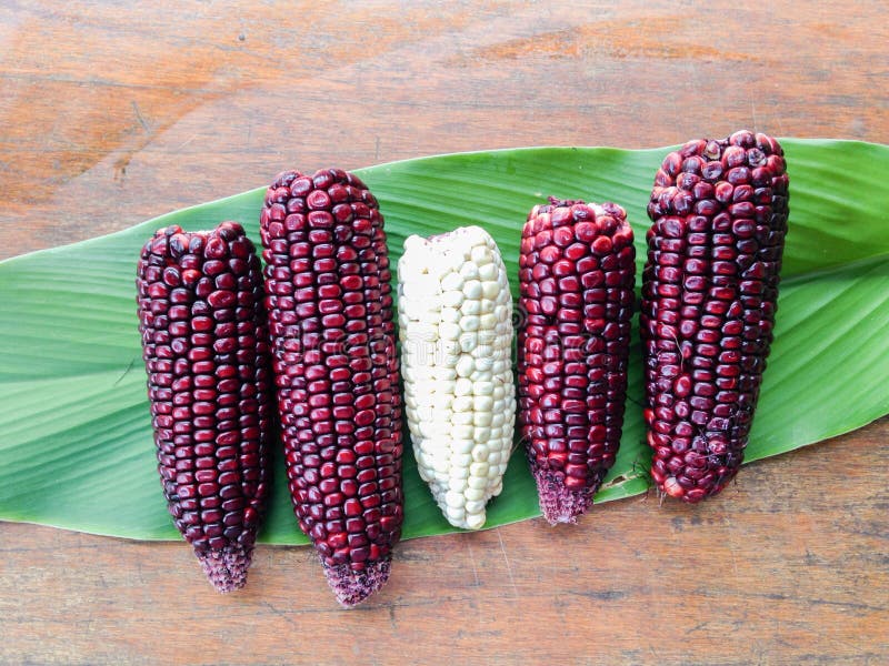 Colour corn stock image. Image of white, colour, violet - 44546099