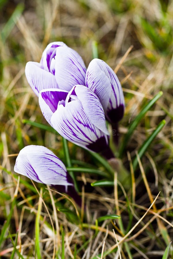 Colour Crocuses Field. Floral Background Stock Photo - Image of nature ...
