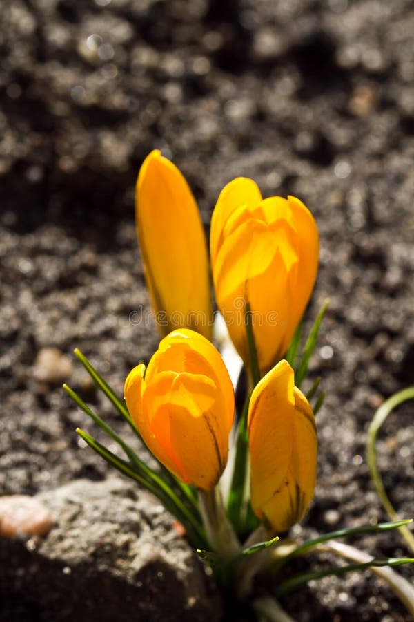 Colour Crocuses Field. Floral Background Stock Photo - Image of nature ...