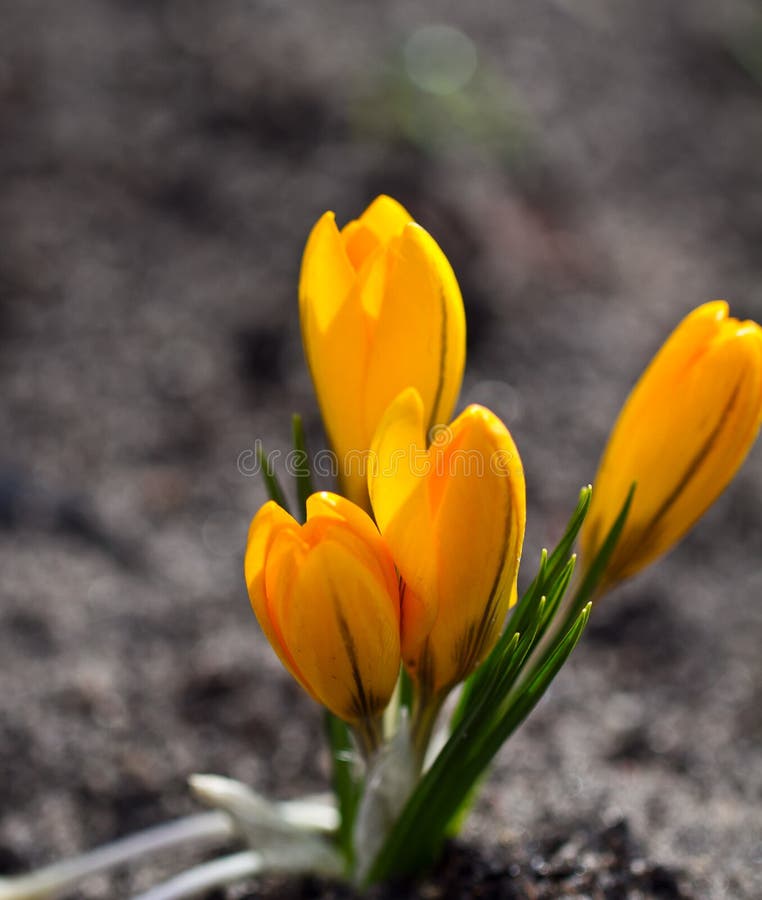 Colour Crocuses Field. Floral Background Stock Photo - Image of crocus ...