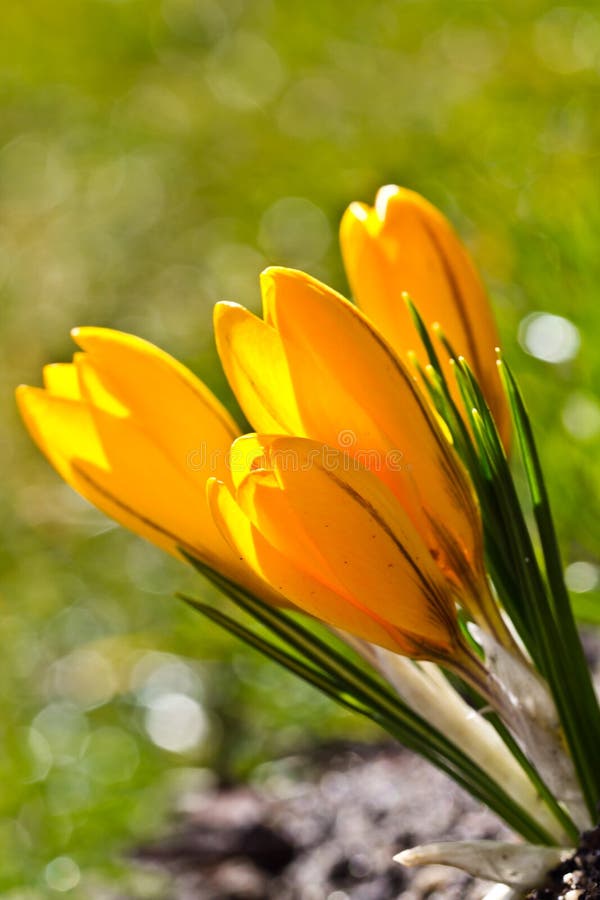 Colour Crocuses Field. Floral Background Stock Image - Image of ...