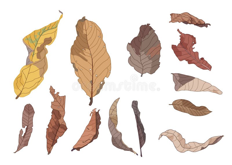 Colour Brown Dry Leaf Paint on White Background Illustration Vector ...
