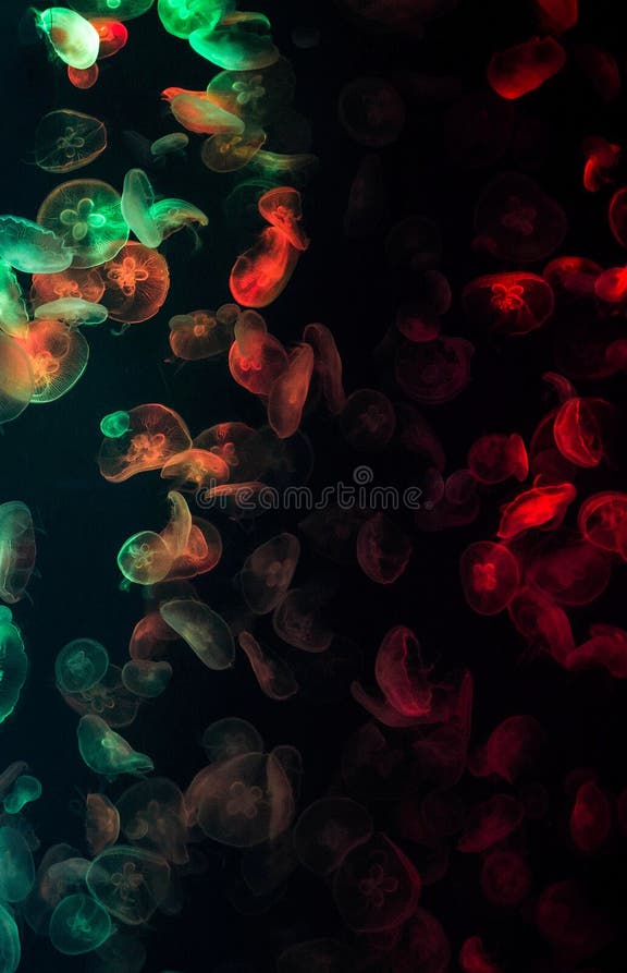 Colour Effects stock photo. Image of jusy, effects, colour - 194784572