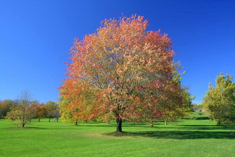 Schlesinger Stock Photos - Free & Royalty-Free Stock Photos from Dreamstime