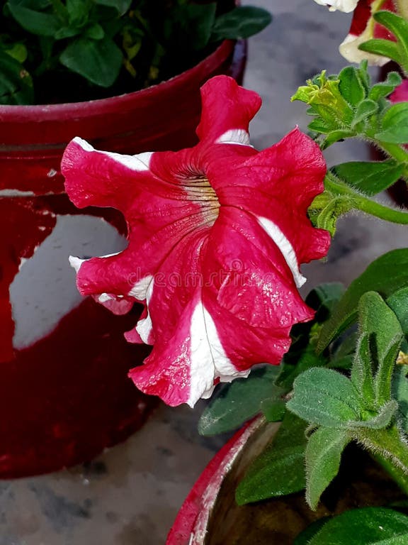 Colour stock image. Image of world, colour, colours - 114169189