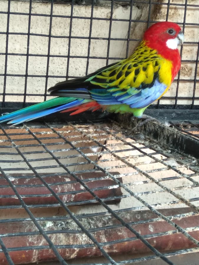 Colour full bird stock image. Image of colour, mumbai - 124697553