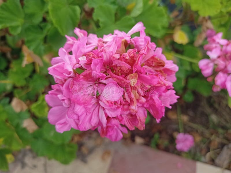 Colour full flower stock photo. Image of petal, plant - 252017754