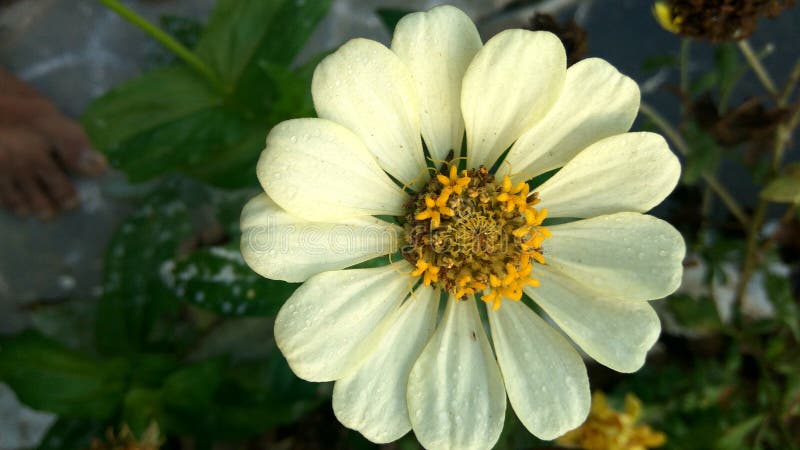 Colour full flowers stock photo. Image of flower, petals - 86147834