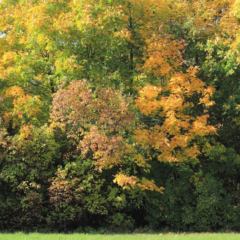 Colour-full Trees and Bushes in Autumn Stock Photo - Image of foliage ...