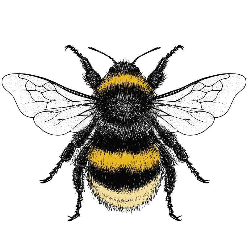 Bumble Bee Wing Stock Illustrations – 7,584 Bumble Bee Wing Stock ...