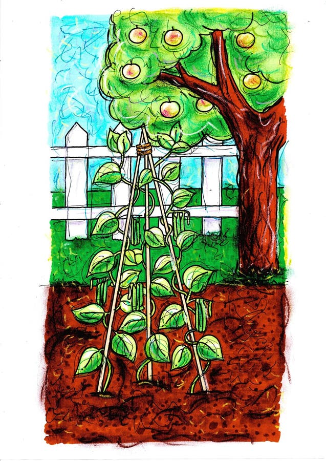 Colour Illustration of Beans Growing in a Garden. Stock Illustration ...