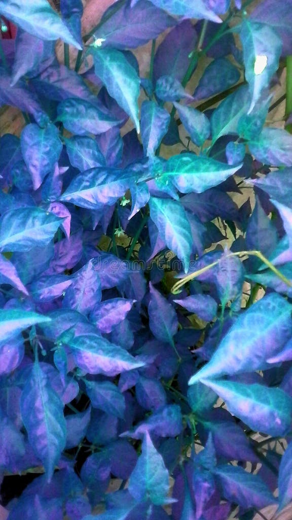 Colour Leaf Image with Flower Stock Photo - Image of nature, leaf ...