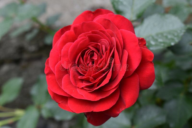 Colour of love, red rose stock photo. Image of heartcolour - 191597816