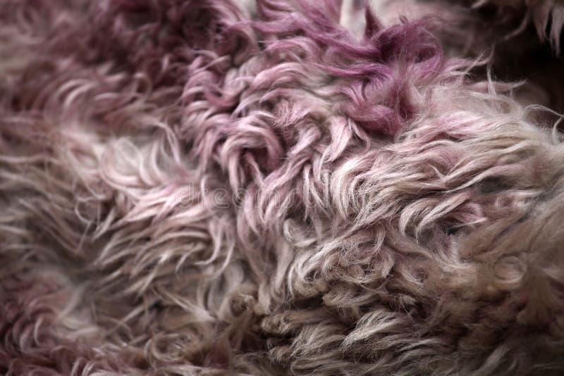 Colour Natural Wool Texture Stock Image - Image of fresh, design: 129395443