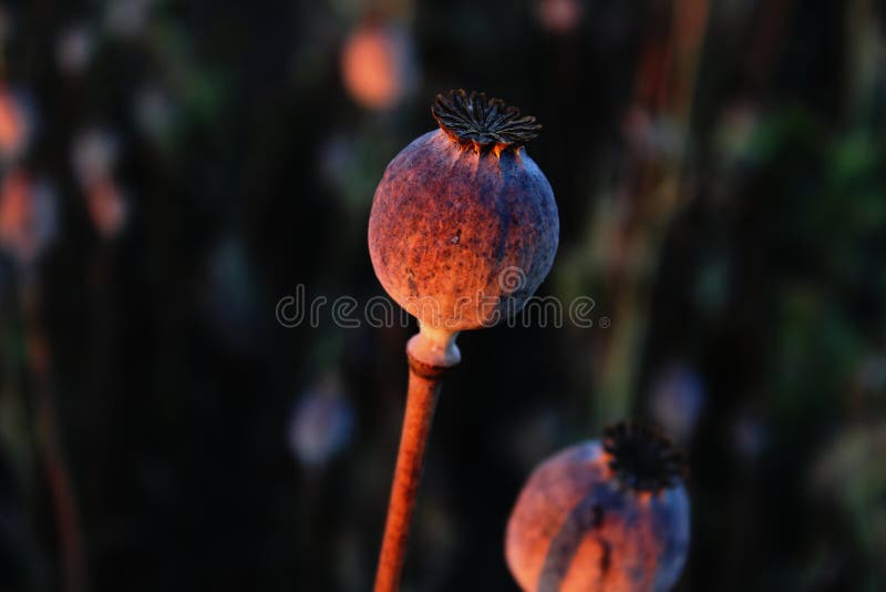 Colour poppy stock photo. Image of field, agriculture - 75082398