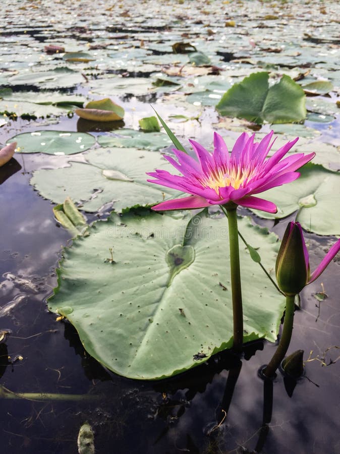 Pretty lotus lake stock photo. Image of lotus, lake - 108771482