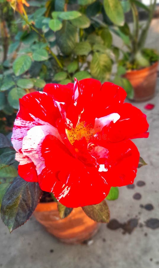 By Colour Rose White and Red Mixed Up Stock Image - Image of blossom ...