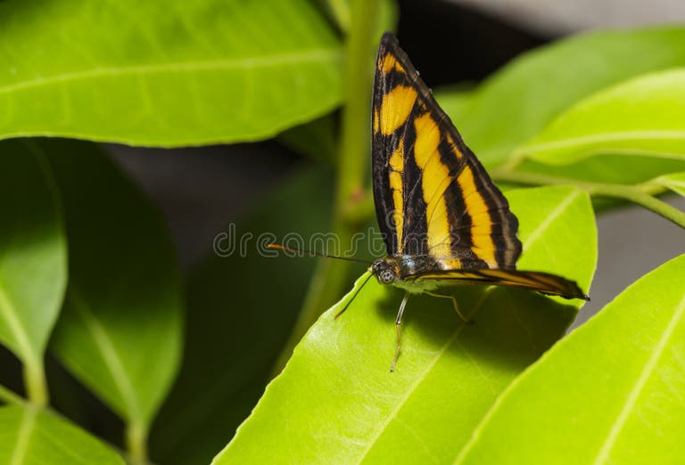 Colour Segeant Butterfly Resting on Green Leaf Stock Image - Image of ...