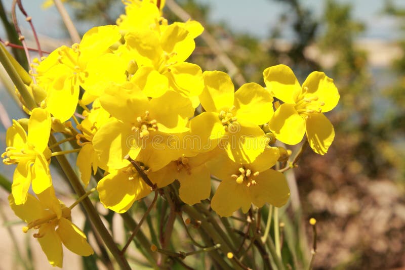 Colour of Spring stock photo. Image of yellow, leaves - 80539528